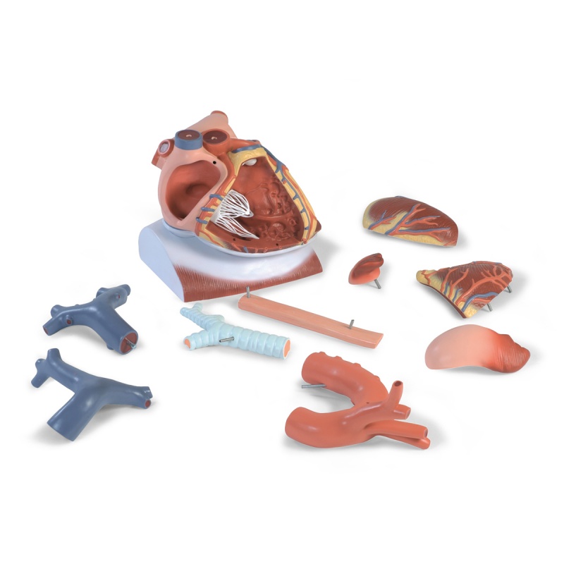 Heart on Diaphragm Model, 3 Times Life-Size (10-Part) - LabWorld.co.uk